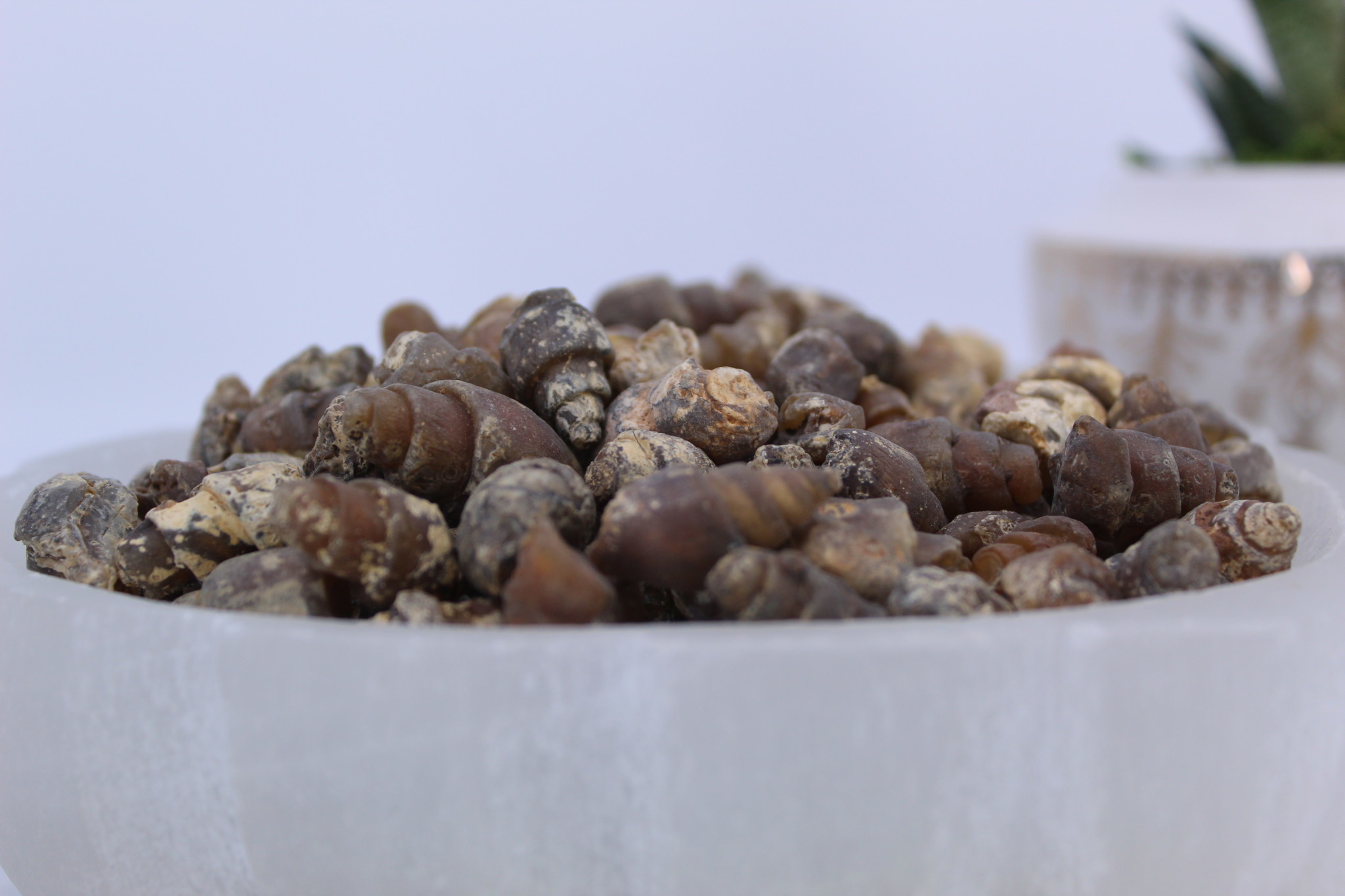 Carnelian Fossil Shells-Small Rough Raw Natural - Awakenings