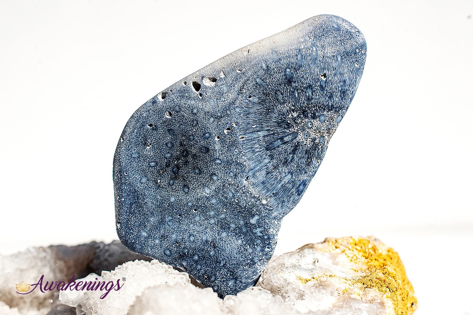 Blue Coral