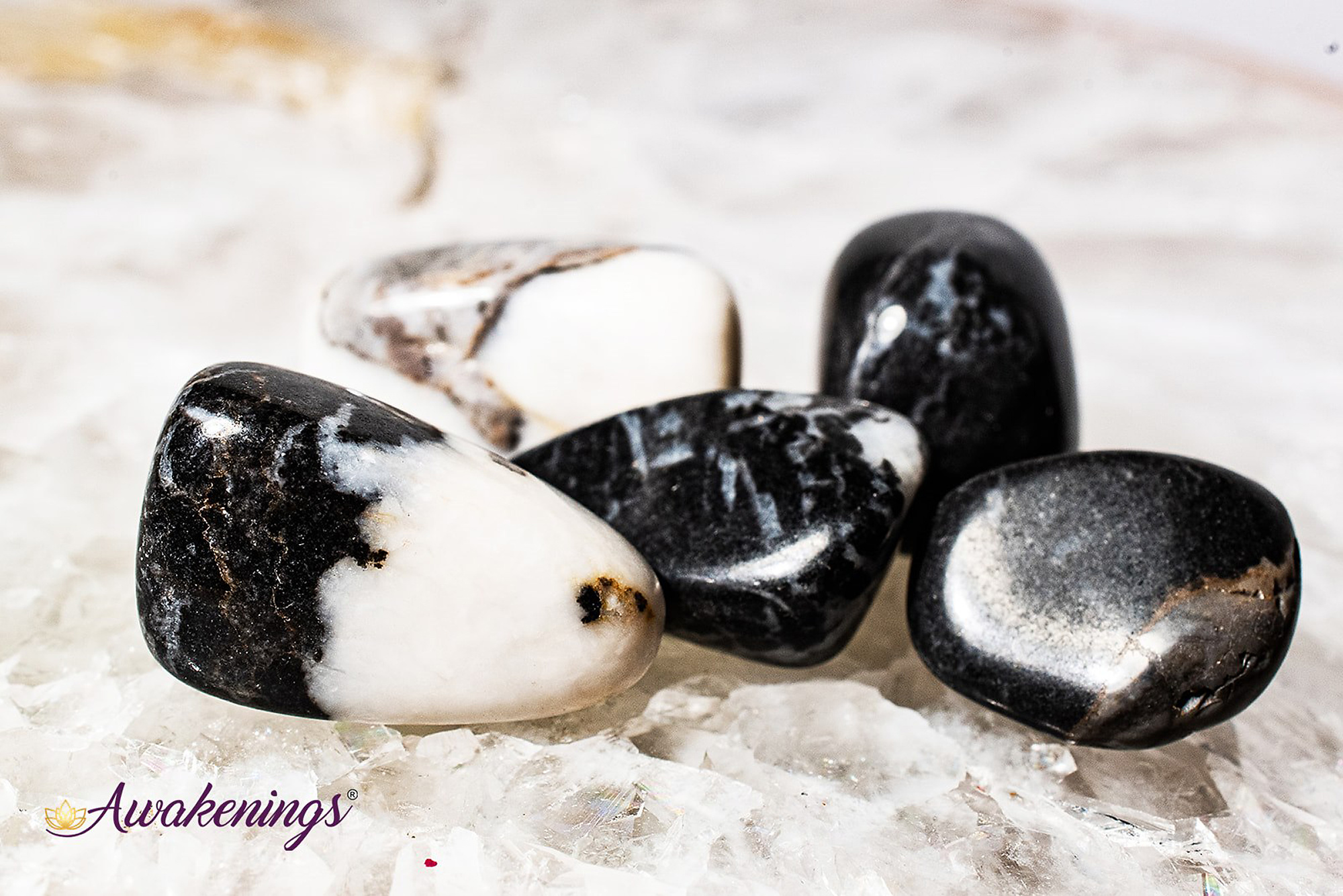 Zebra Agate - Awakenings