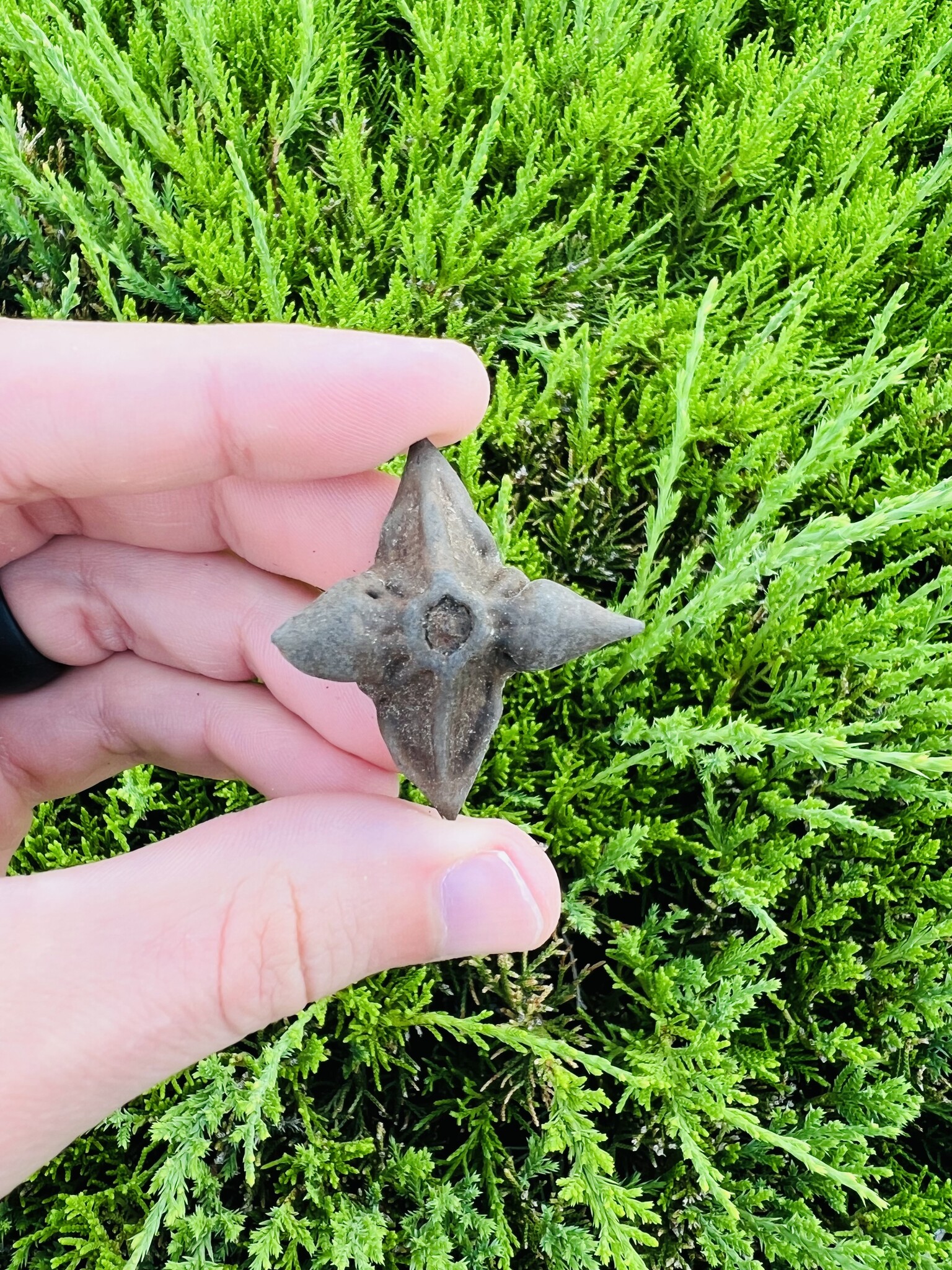 Bat Nut (Rapa Natans) - Awakenings