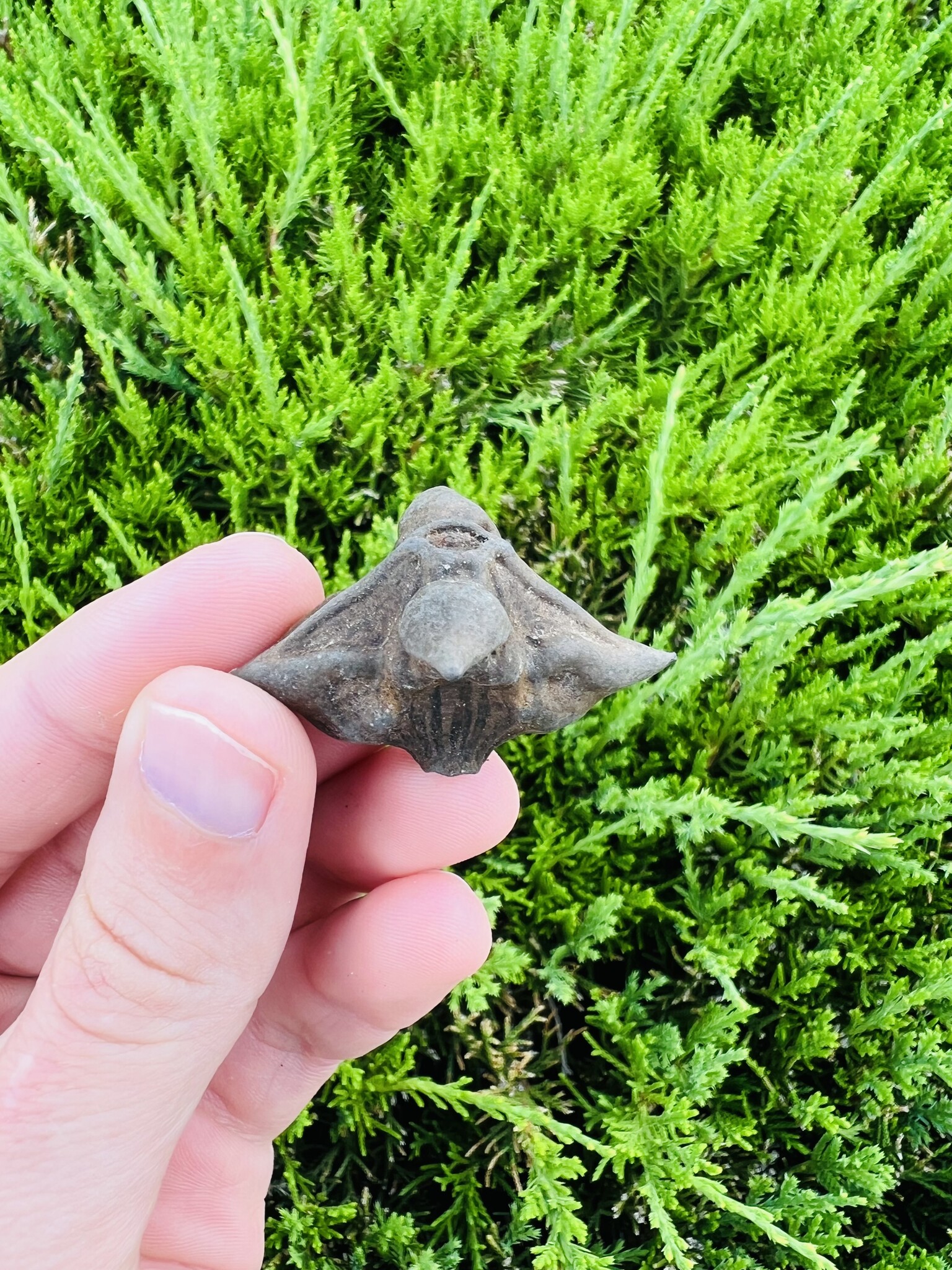 Bat Nut (Rapa Natans) - Awakenings