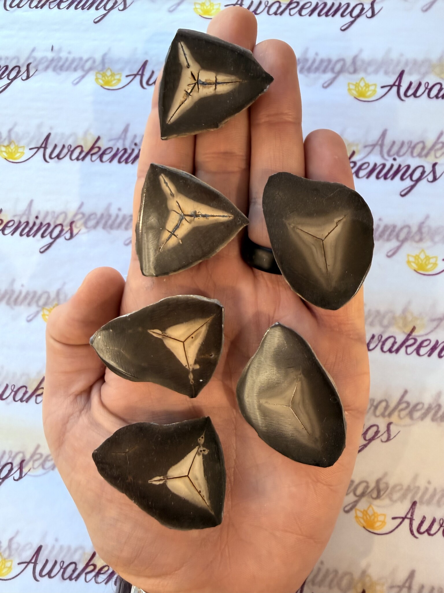 Septarian Nodule Pairs - A Grade Large - Rough Raw Natural - Awakenings