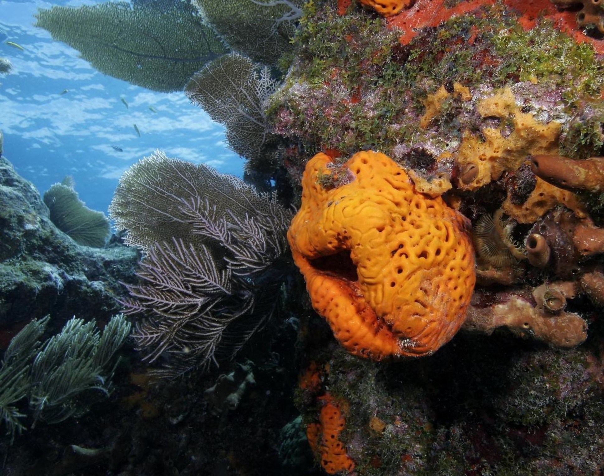 Coral Reef Conservation Fund - The Green Pineapple