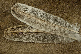 Select Ozark Mottled Turkey Quills - Great Feathers