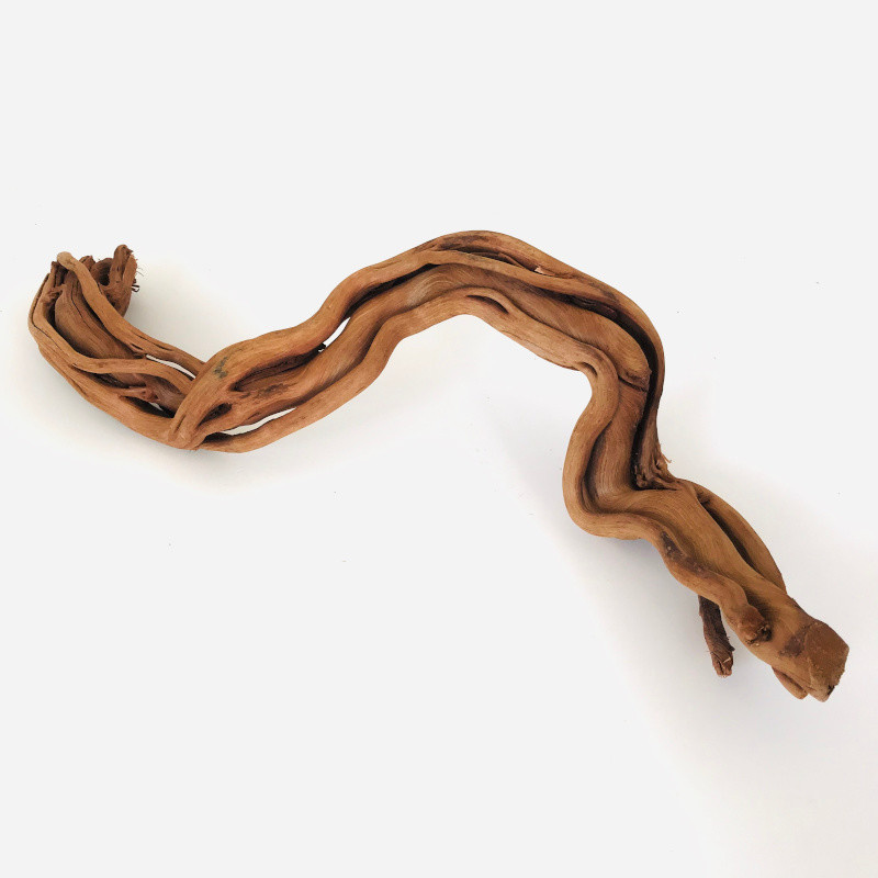 Dragon Root - Fish Gallery