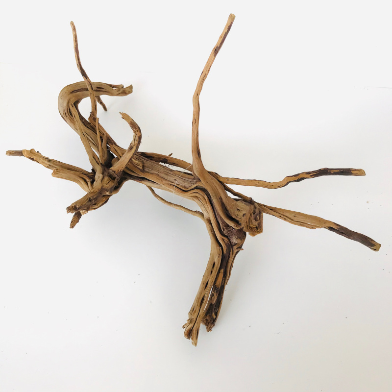 Pine Spider Wood - Fish Gallery