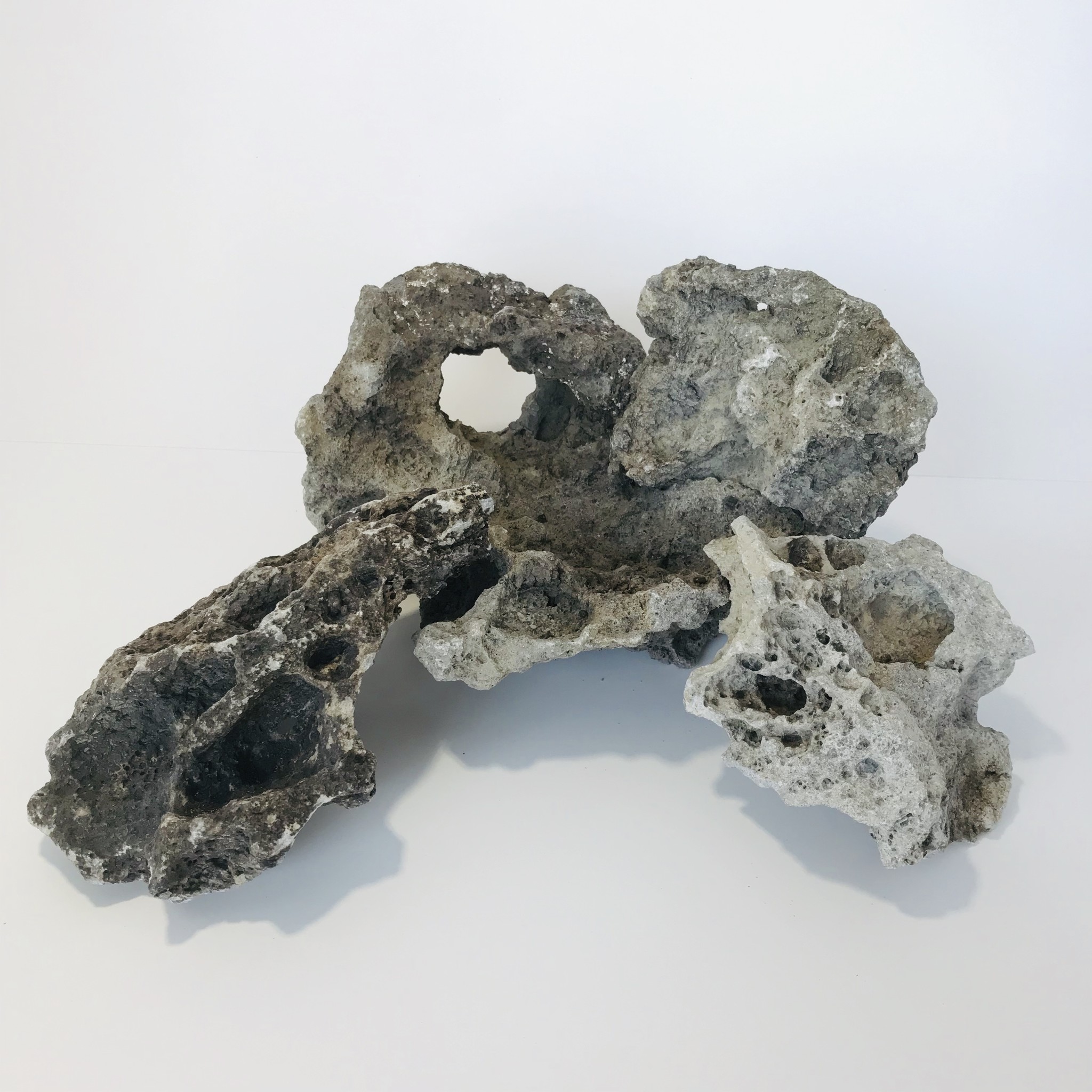 Desert Lace - Fish Gallery