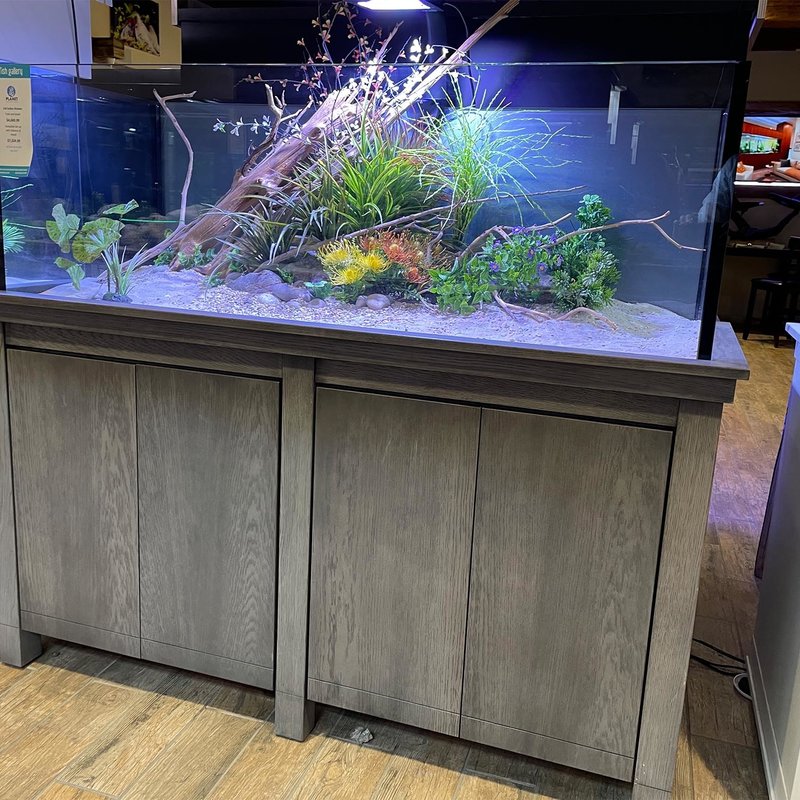Ocean PRO Aquariums - Fish Gallery