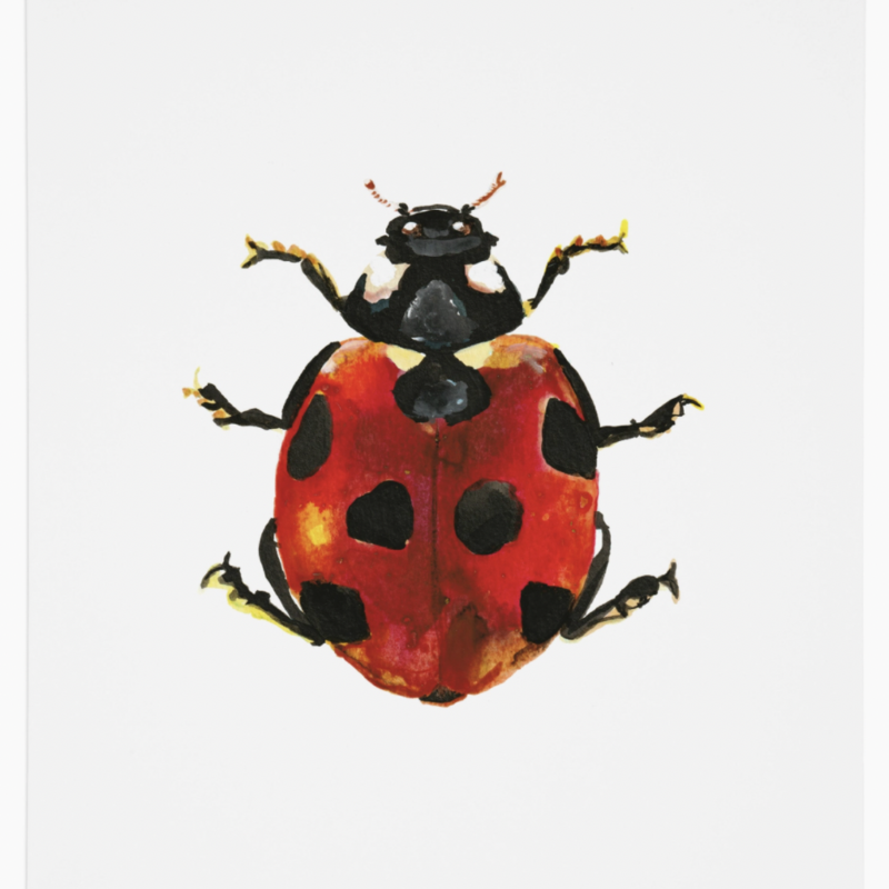 Art - The Local Store