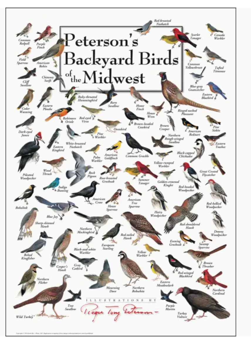 Peterson's Backyard Birds of the Midwest Poster - The Local Store