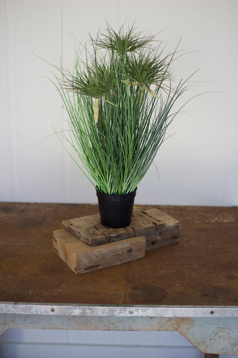 Cyprus Grass in plastic pot - Clara Ida Frances, Inc