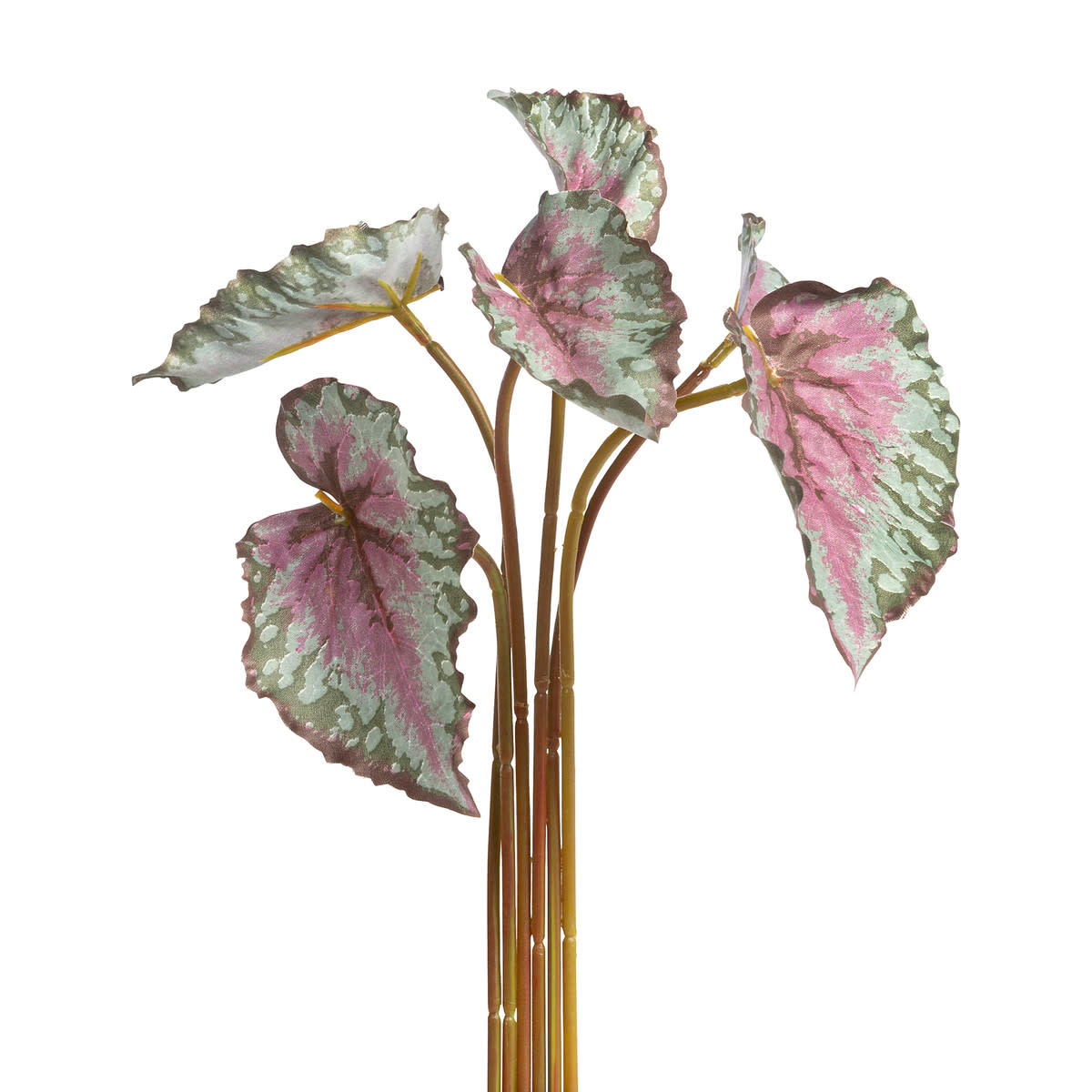 Variegated Begonia Bundle Small - Clara Ida Frances, Inc