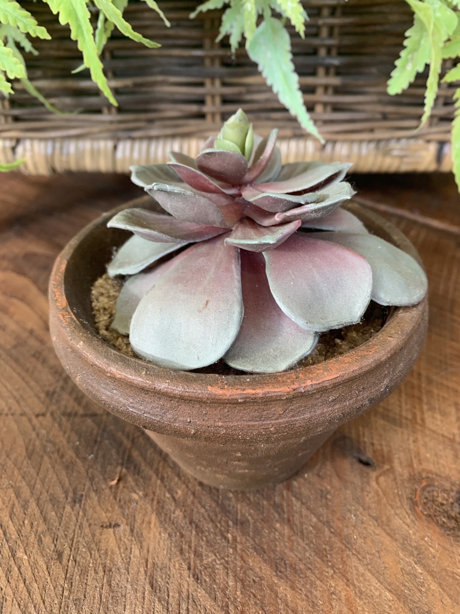 Potted Hen & Chicks - Clara Ida Frances, Inc
