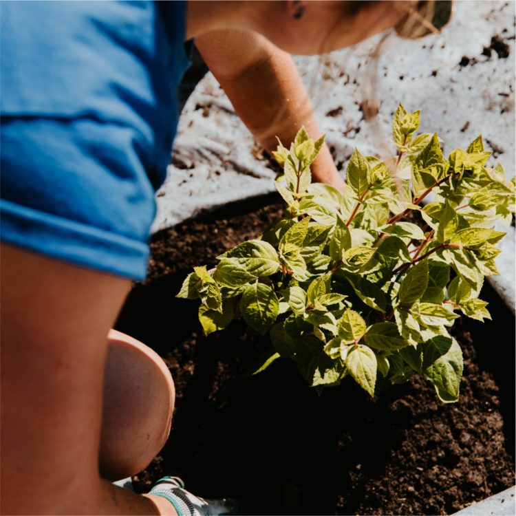 Premium Garden Mix | Nutrient-Rich Soil Blend | Garden Soil Calgary ...