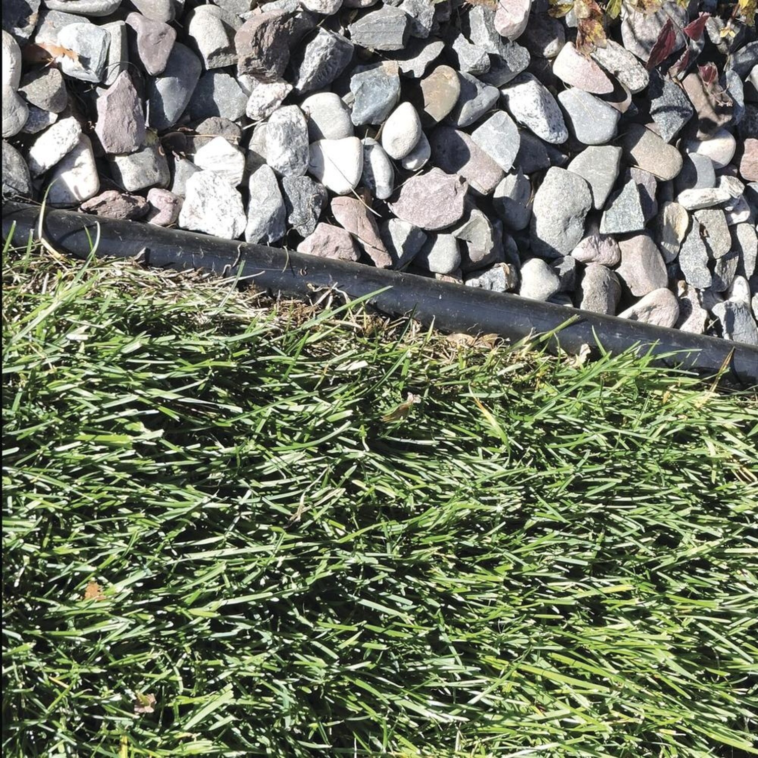 20' Flexedge Garden Edging Plastic - CLS Landscape Supply