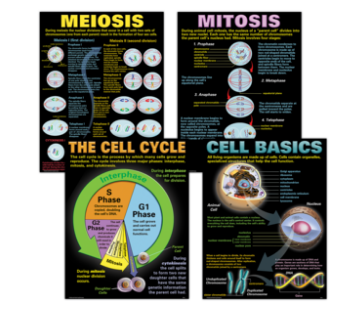 POSTER SET: CELLS - Creative Kids