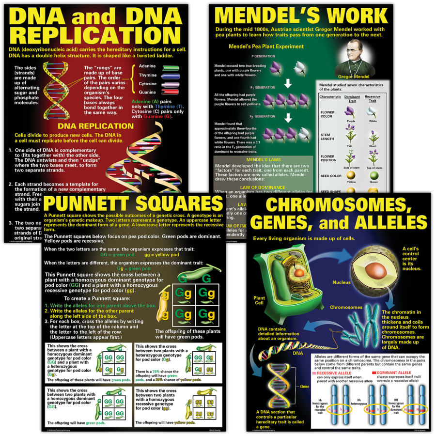 BULLETIN BOARD SET DNA & HEREDITY - Creative Kids