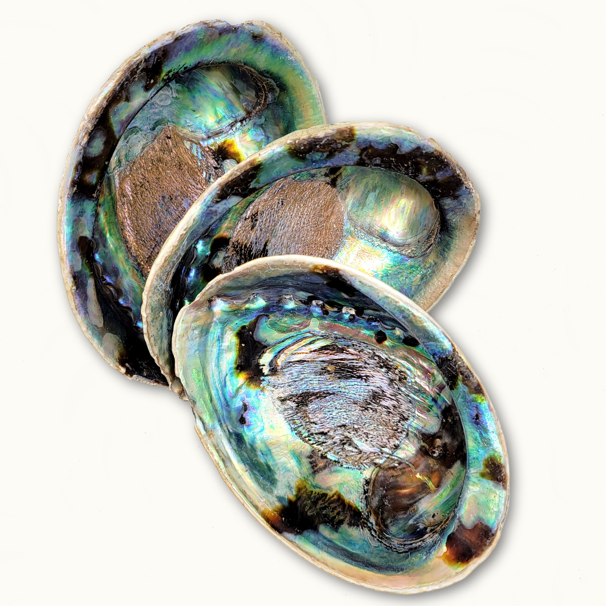Abalone Shells - It's About Rocks