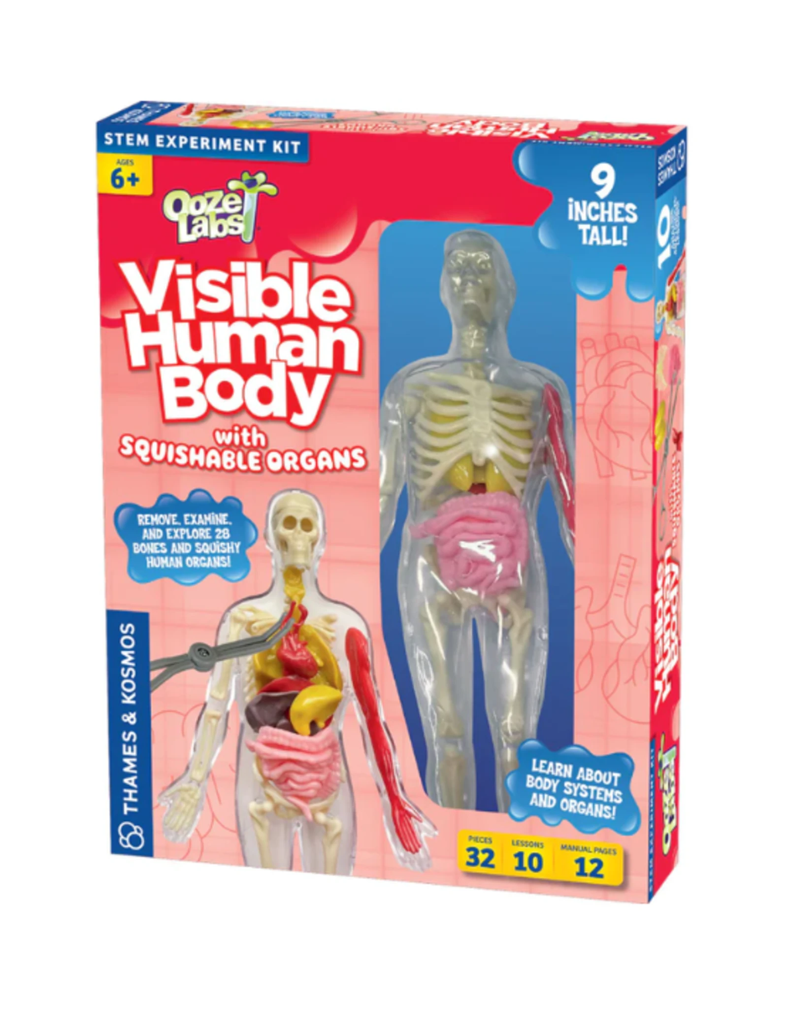 Ooze Labs: Visible Human Body with Squishable Organs - Tumbleweed Toys