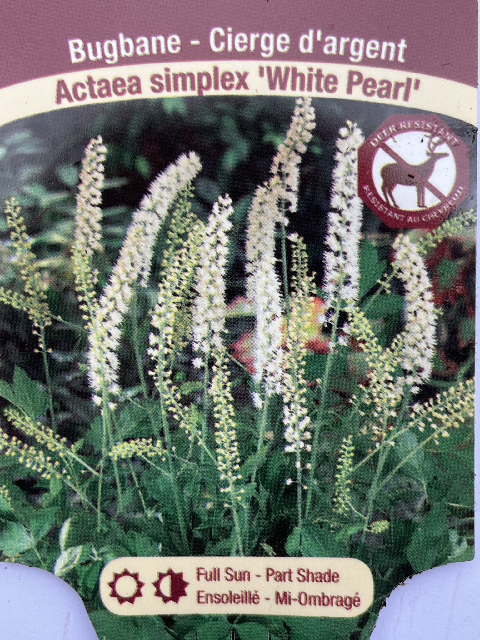 Actaea - Bugbane - White Pearl 1gal - Deluxe Garden Centre & Landscape ...