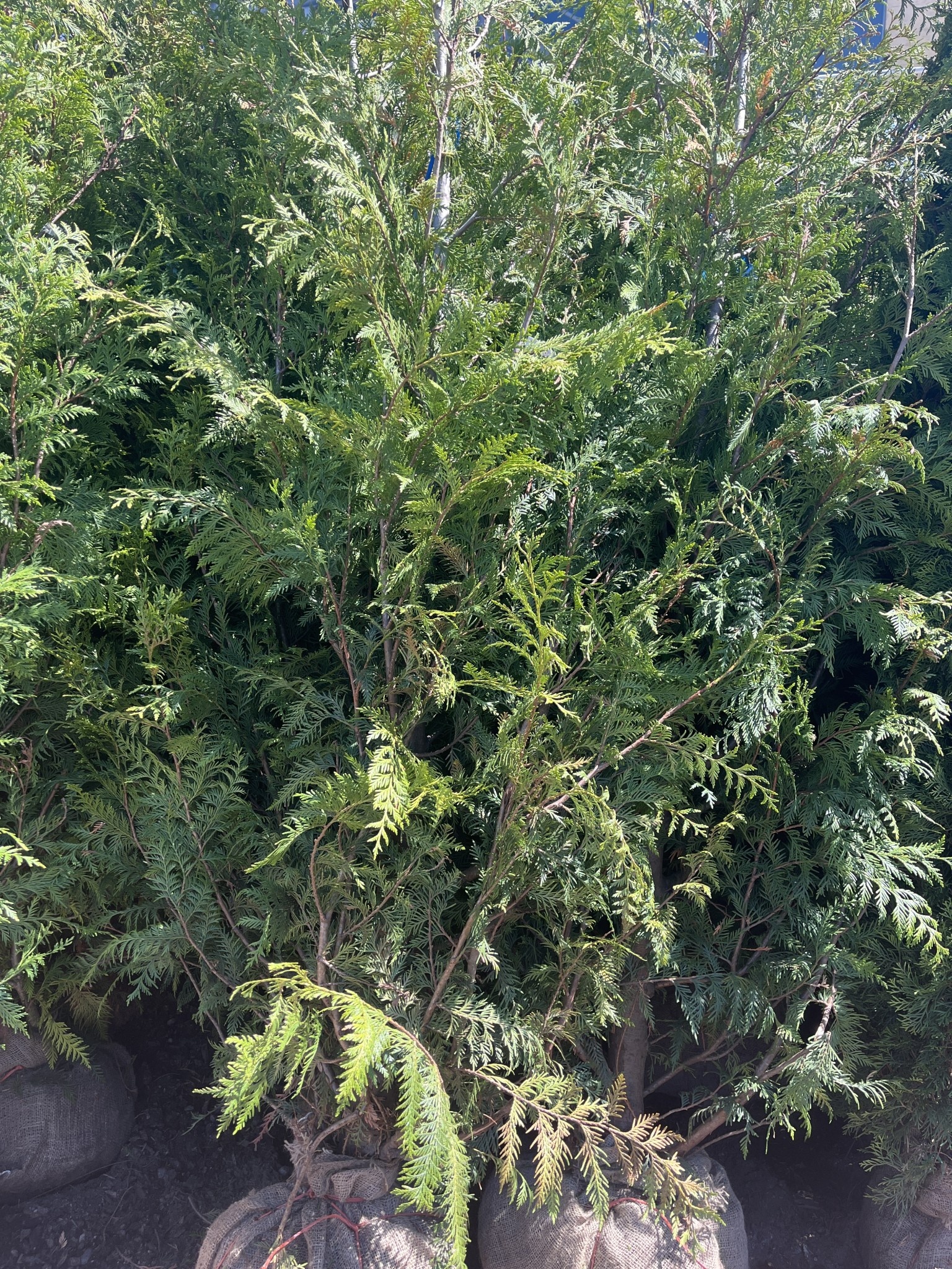 Cedar - Thuja Excelsa - Western Red 2.0m B&B - Deluxe Garden Centre ...