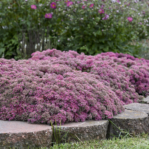 Proven Winners Sedum Popstar 1 gal - Deluxe Garden Centre & Landscape ...