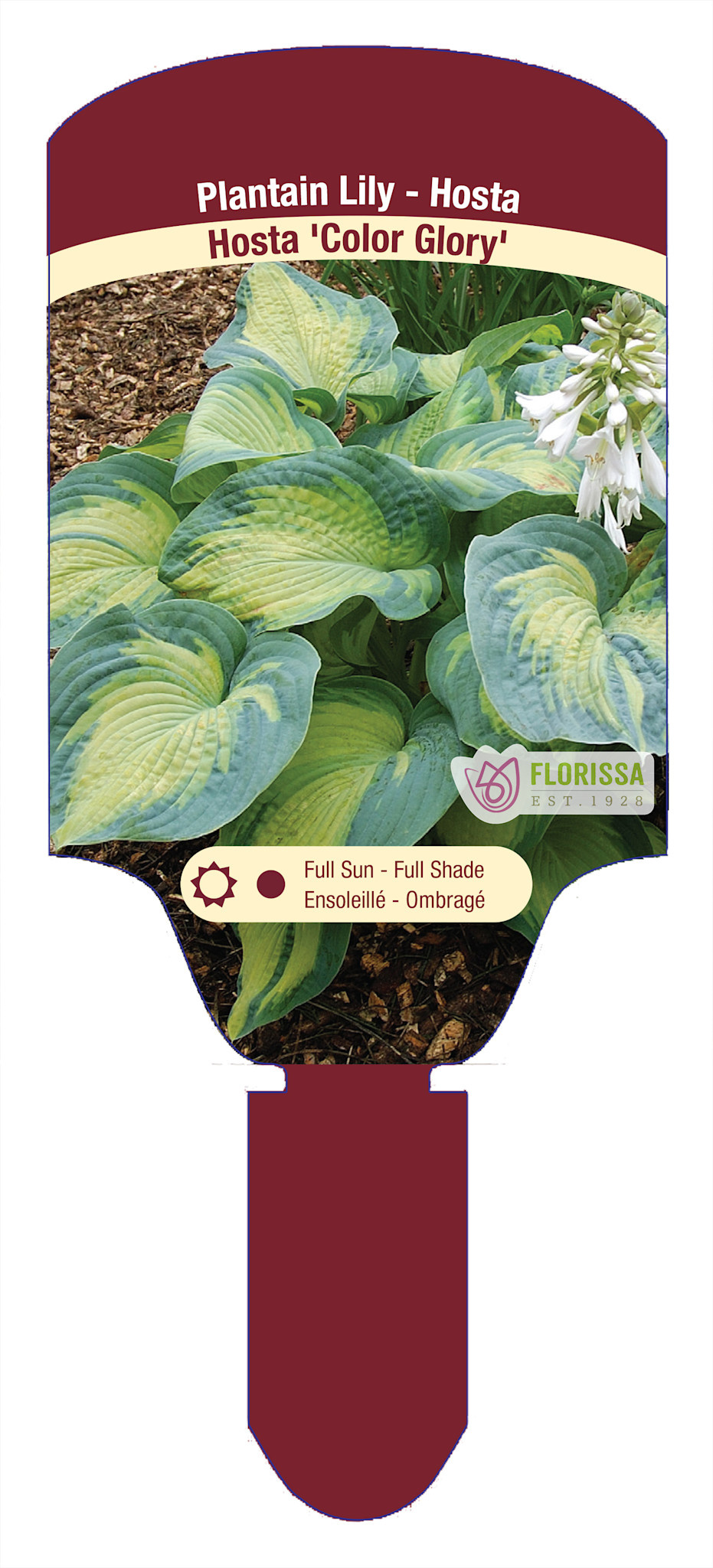 Hosta Color Glory 1gal - Deluxe Garden Centre & Landscape Supply