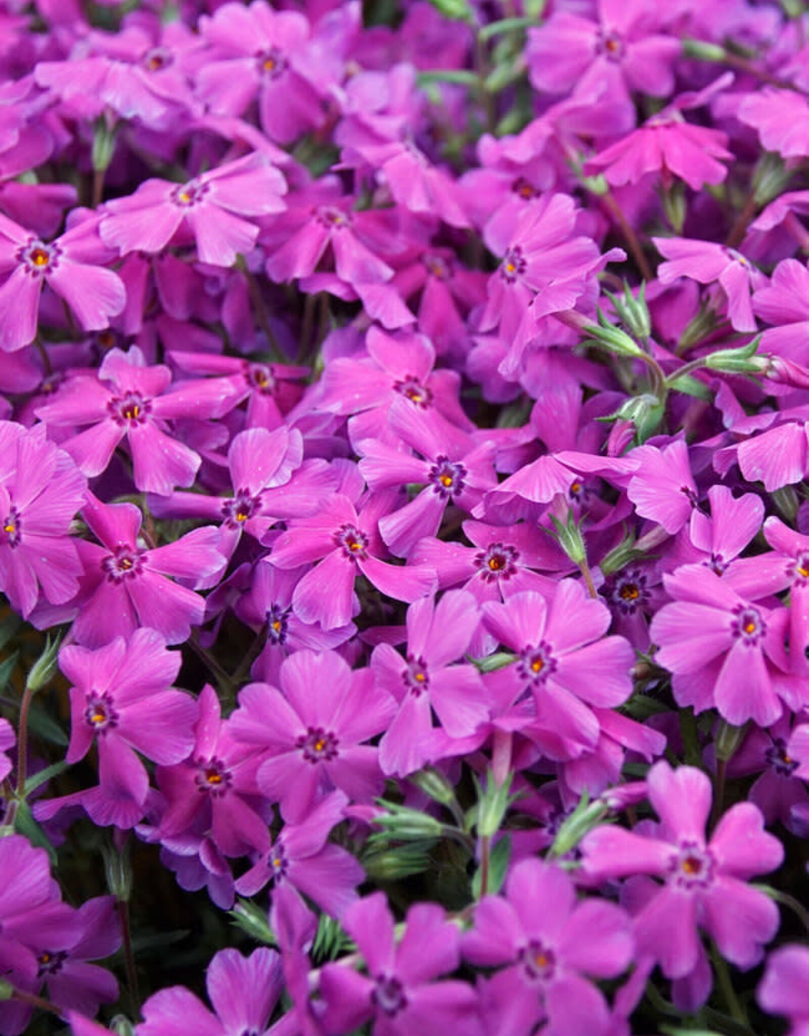 Perennials: Phlox - Spring Hot Pink 5" Pot - The Farmer's House
