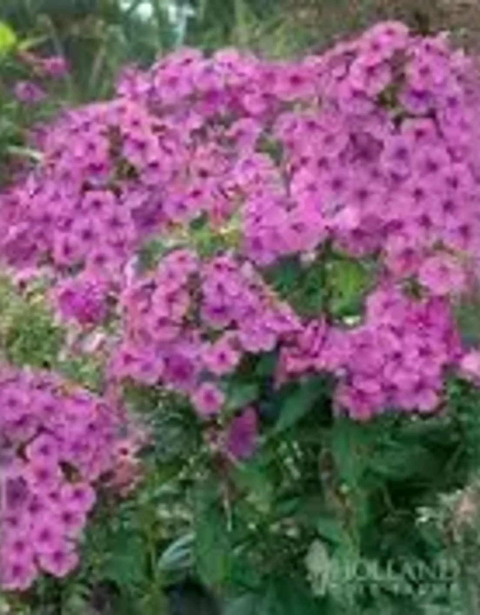 Perennials: Phlox - Pan Flame Purple 5" Pot - The Farmer's House