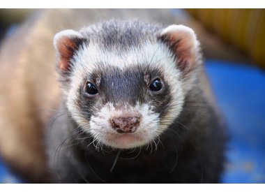 Thunderpaws Pet Shoppe - Thunderpaws Pet Shoppe