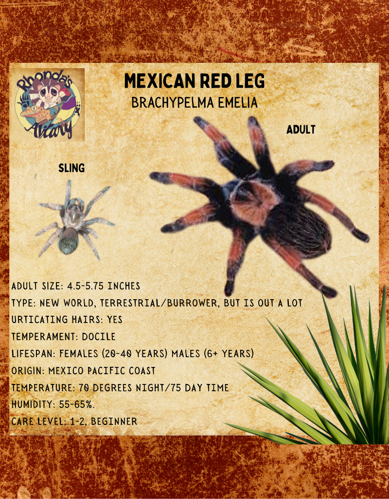 TARANTULA- MEXICAN RED LEG#1- BRACHYPELMA EMILIA- 1/2 INCH- 12-5-23 ...