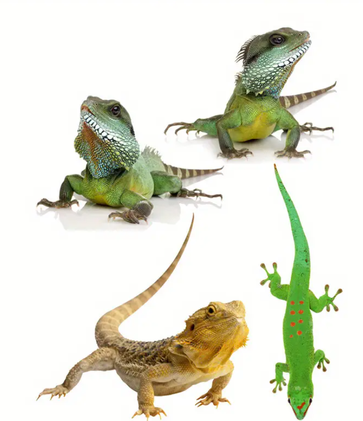 3D CAR STICKER- 6X5- WATER DRAGON (1 STICKER OF WATER DRAGON) - Rhonda ...