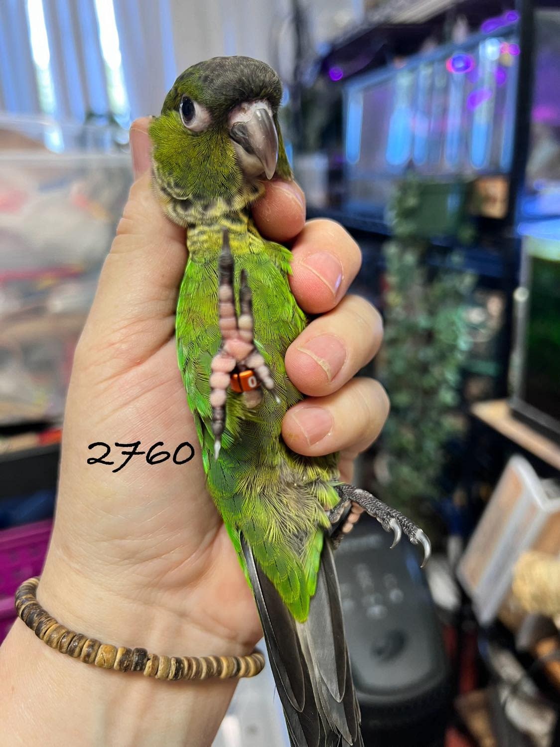 RAFL 2760 / HATCH 9-15-24- CONURE #2- BLACK CAPPED- HATCHED- 9-15-24 ...