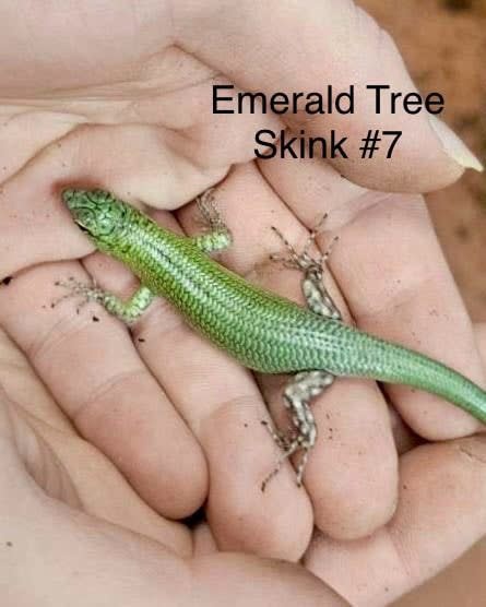 EMERALD TREE SKINK #7- Lamprolepis smaragdina- CB/HATCH- 9-30-24 ...