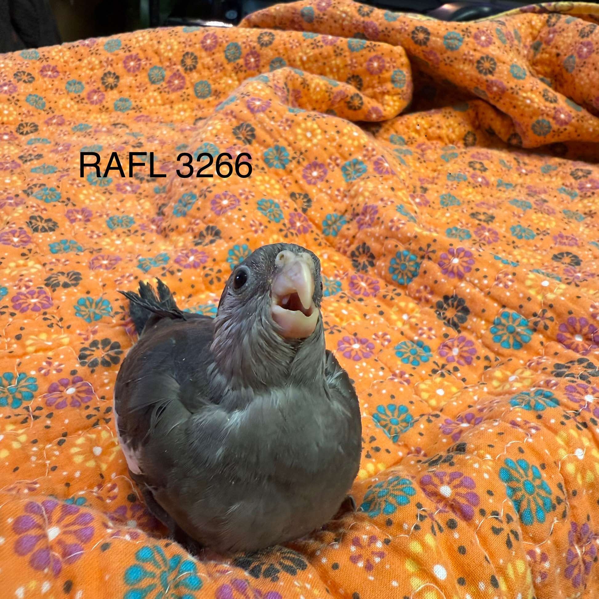 RAFL 3226 / HATCH 1-25-25- WHTIEFACE- COCKATIEL- CAGE #49 - Rhonda's Aviary