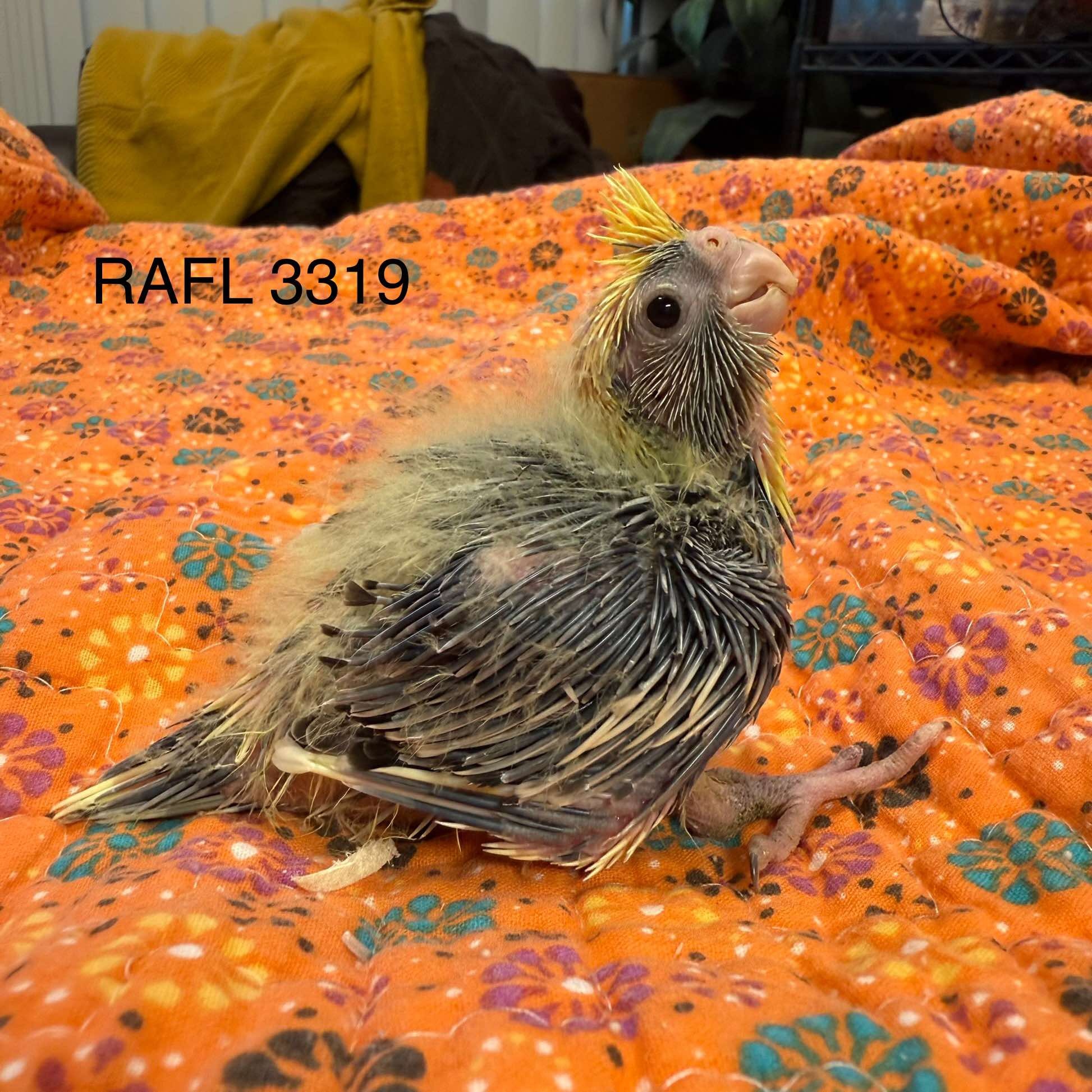 RAFL 3319- COCKATIEL- PIED- HATCH 2-10-25 - Rhonda's Aviary