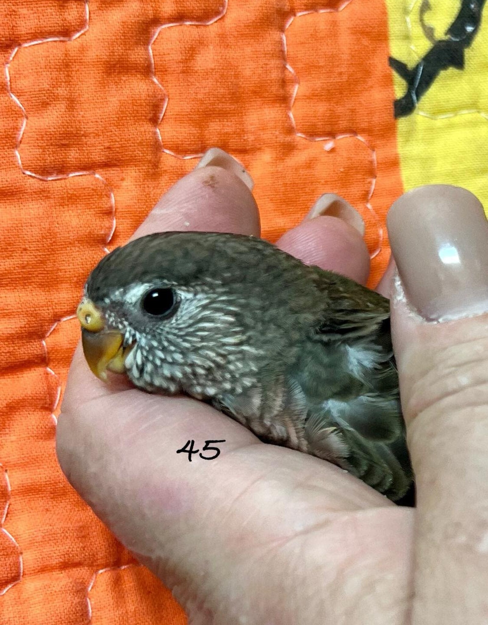 OZB 45 / HATCH 2-01-25- BOURKE- NORMAL- PARAKEET- CAGE #101 - Rhonda's ...