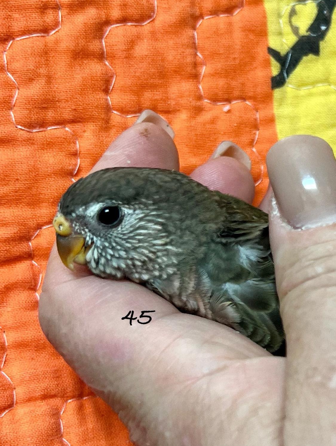 OZB 45 / HATCH 2-01-25- BOURKE- NORMAL- PARAKEET- CAGE #101 - Rhonda's ...