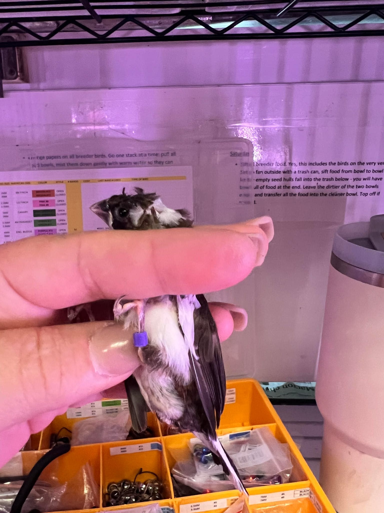 PURPLE BAND/LEFT LEG - PIED- FINCH- SOCIETY- 1-20-25- CAGE #26 - Rhonda ...