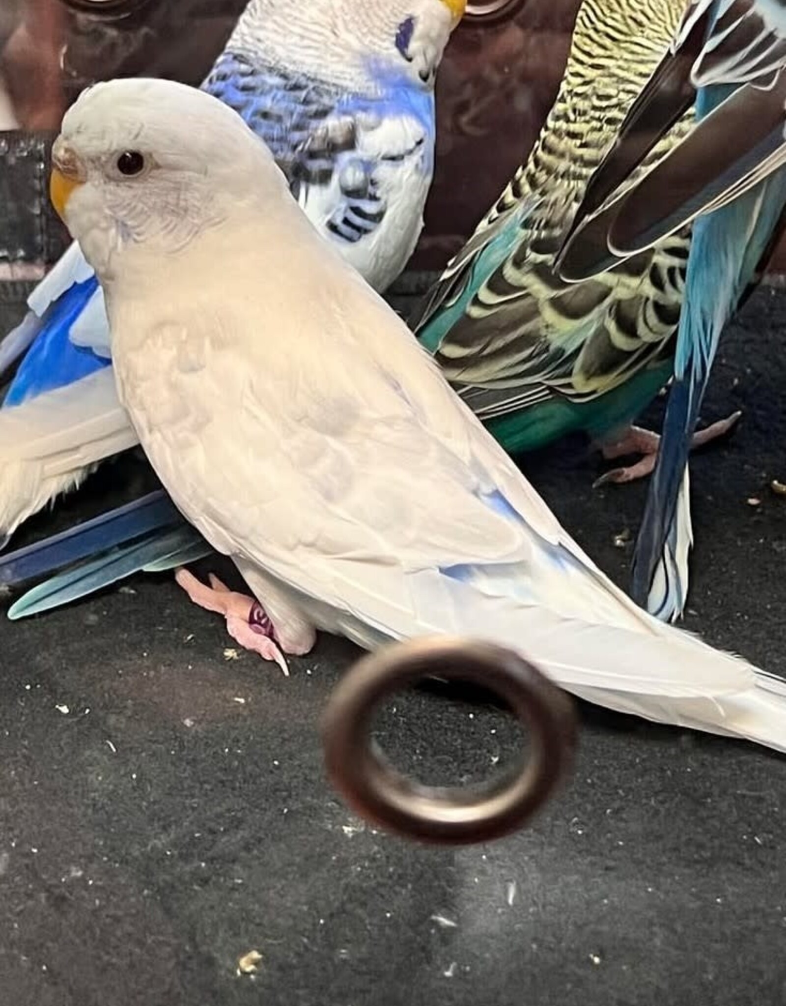 #2- PARAKEET- AMERICANBLUE PIED- FEMALE- ADOPTION- 4-07-25 - Rhonda's ...