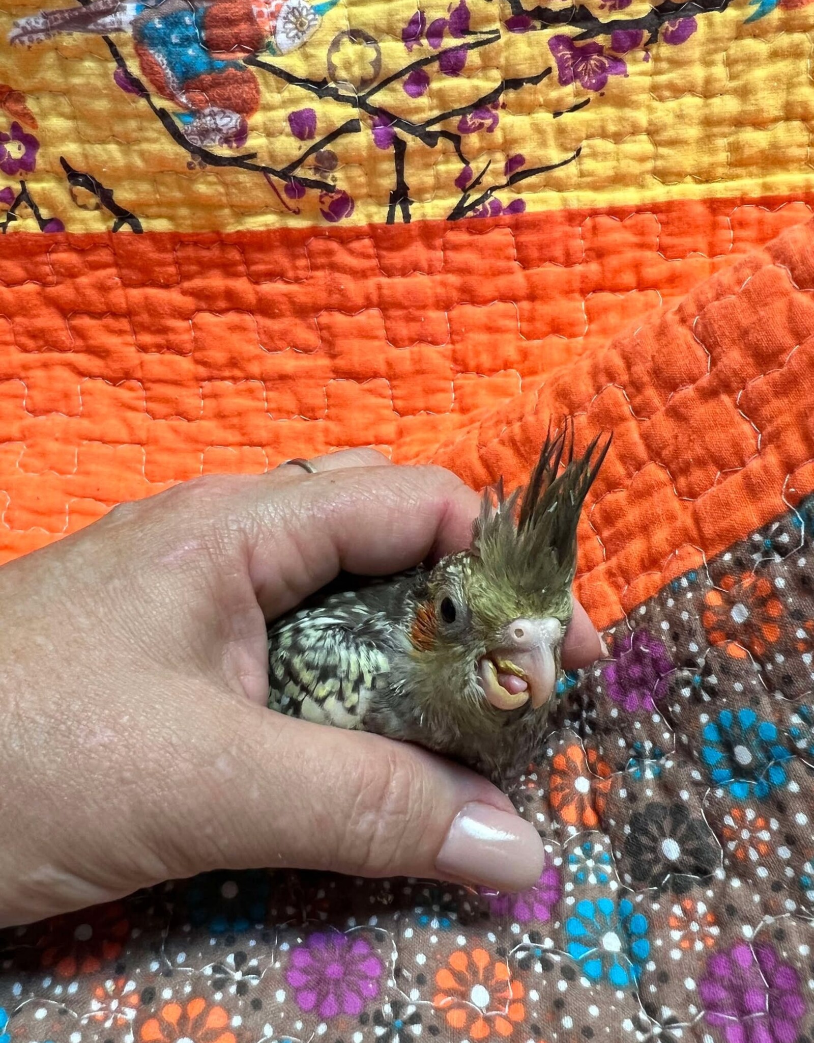 NO BAND / HATCH 3-27-25- PEARL- SCISSOR BEAK-COCKATIEL *SPECIAL NEEDS ...