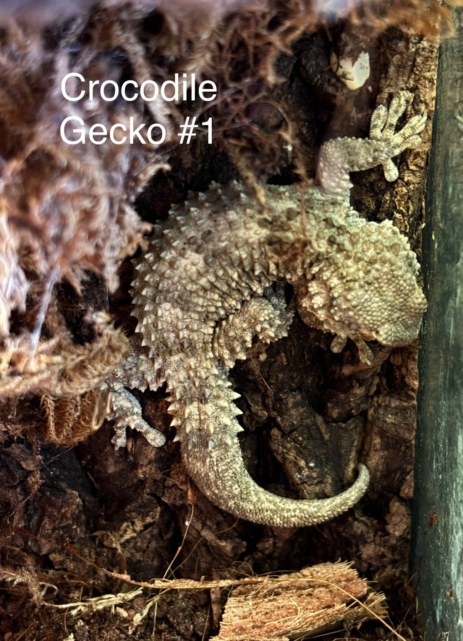 CROCODILE GECKO- (MOORISH WALL GECKO) #1-Tarentola mauritanica- 5-14-25 ...