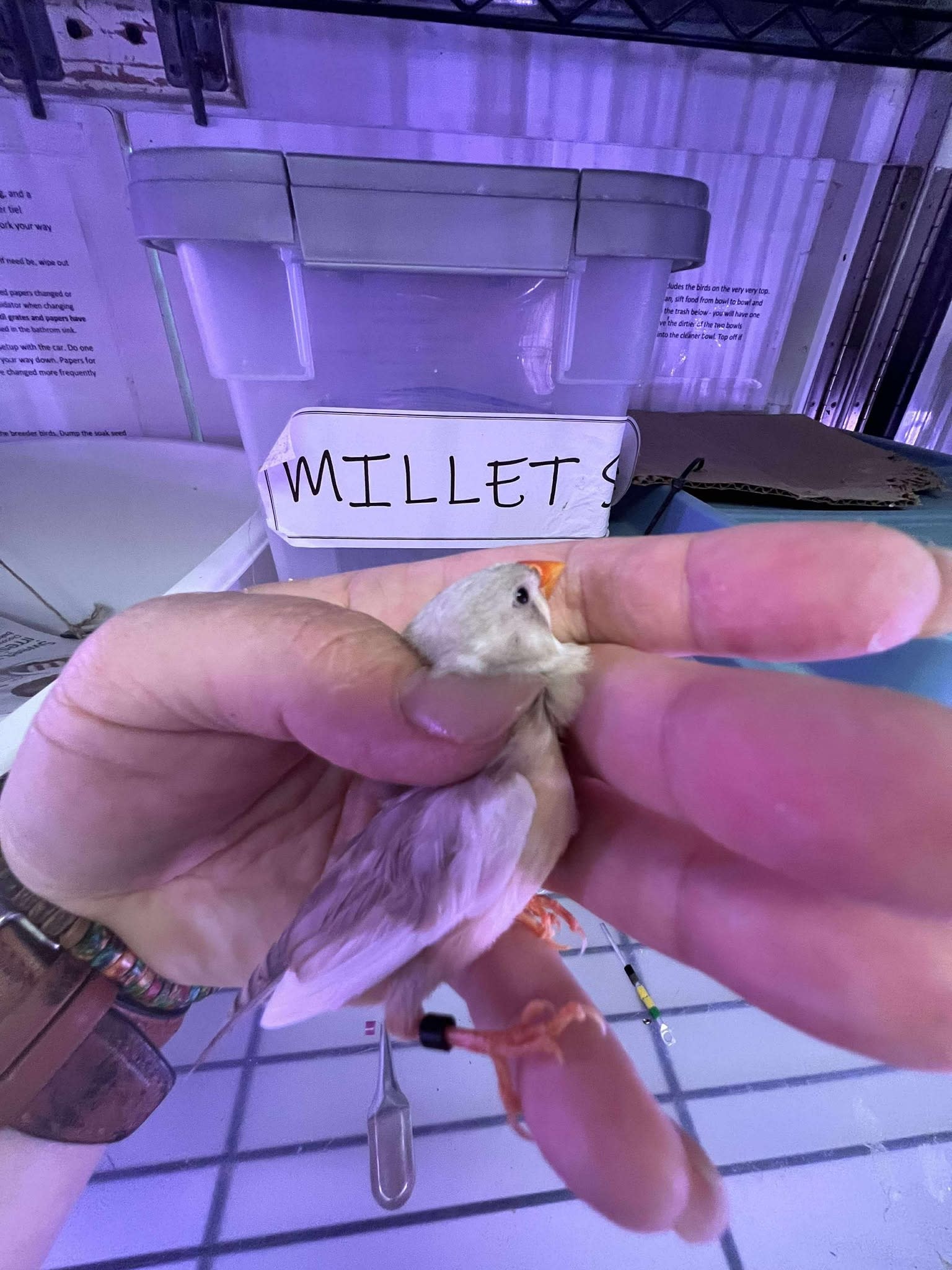 BLACK BAND / RIGHT LEG / HATCH 3-1-25 PIED ZEBRA FINCH FEMALE- CAGE #59 ...