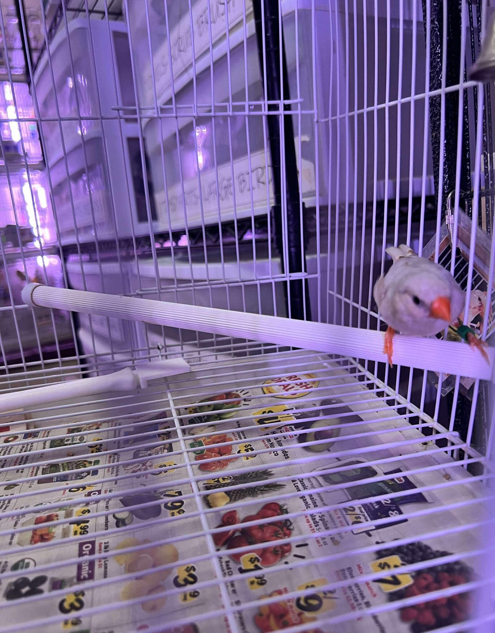 GREEN BAND / LEFT LEG / HATCH 3-1-25 ORANGE BREASTED- FINCH- ZEBRA ...