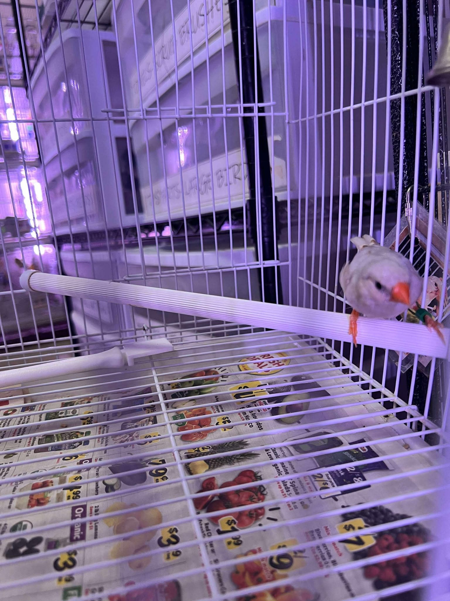 GREEN BAND / LEFT LEG / HATCH 3-1-25 ORANGE BREASTED- FINCH- ZEBRA ...