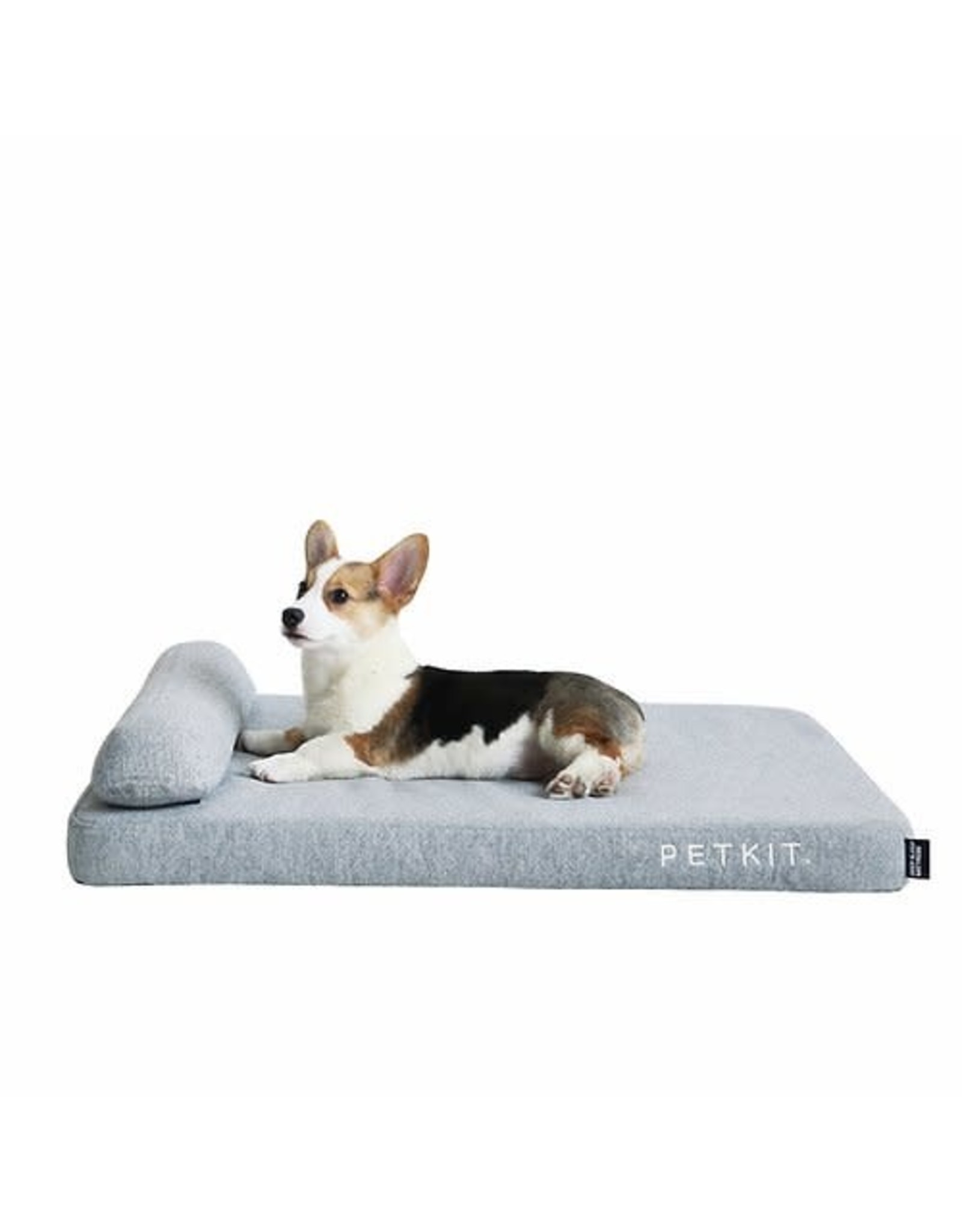 Can Dogs Go Into A Deep Sleep