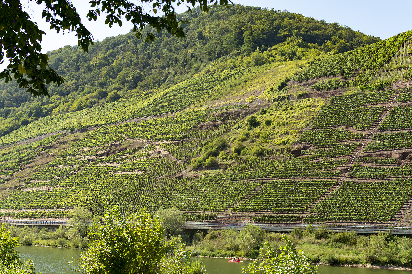 Food and Wine Pairings with German Riesling - DCANTER