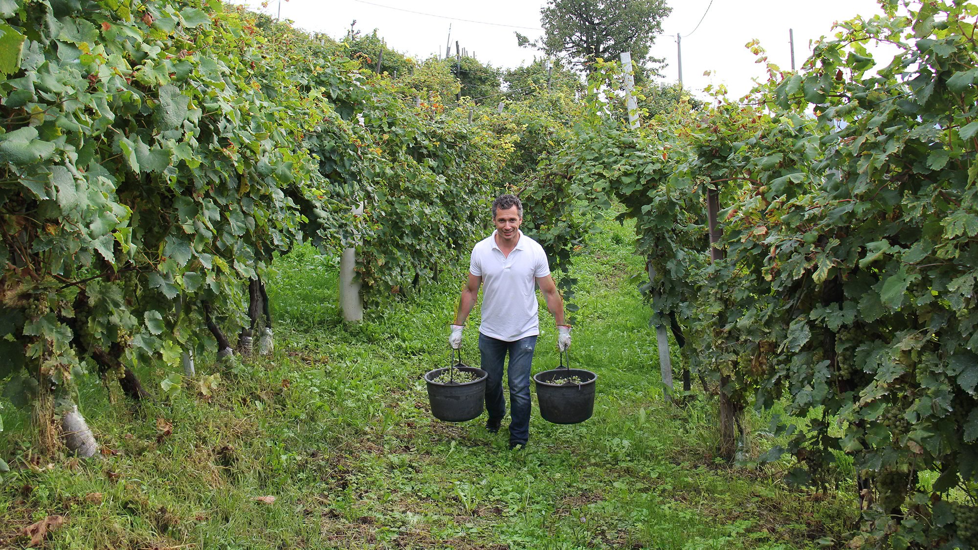 Interview with David Noto of Altaneve Prosecco - DCANTER