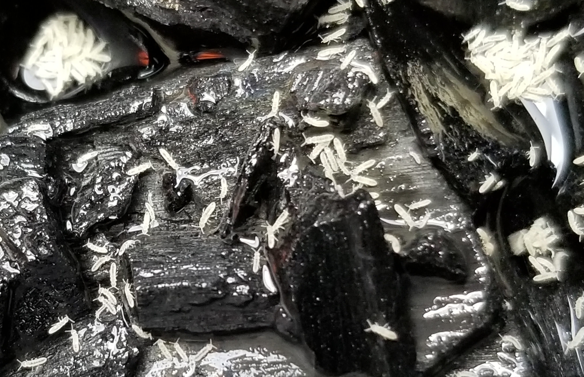 Springtail Culture - Roger's Aquatics & Pet Supplies