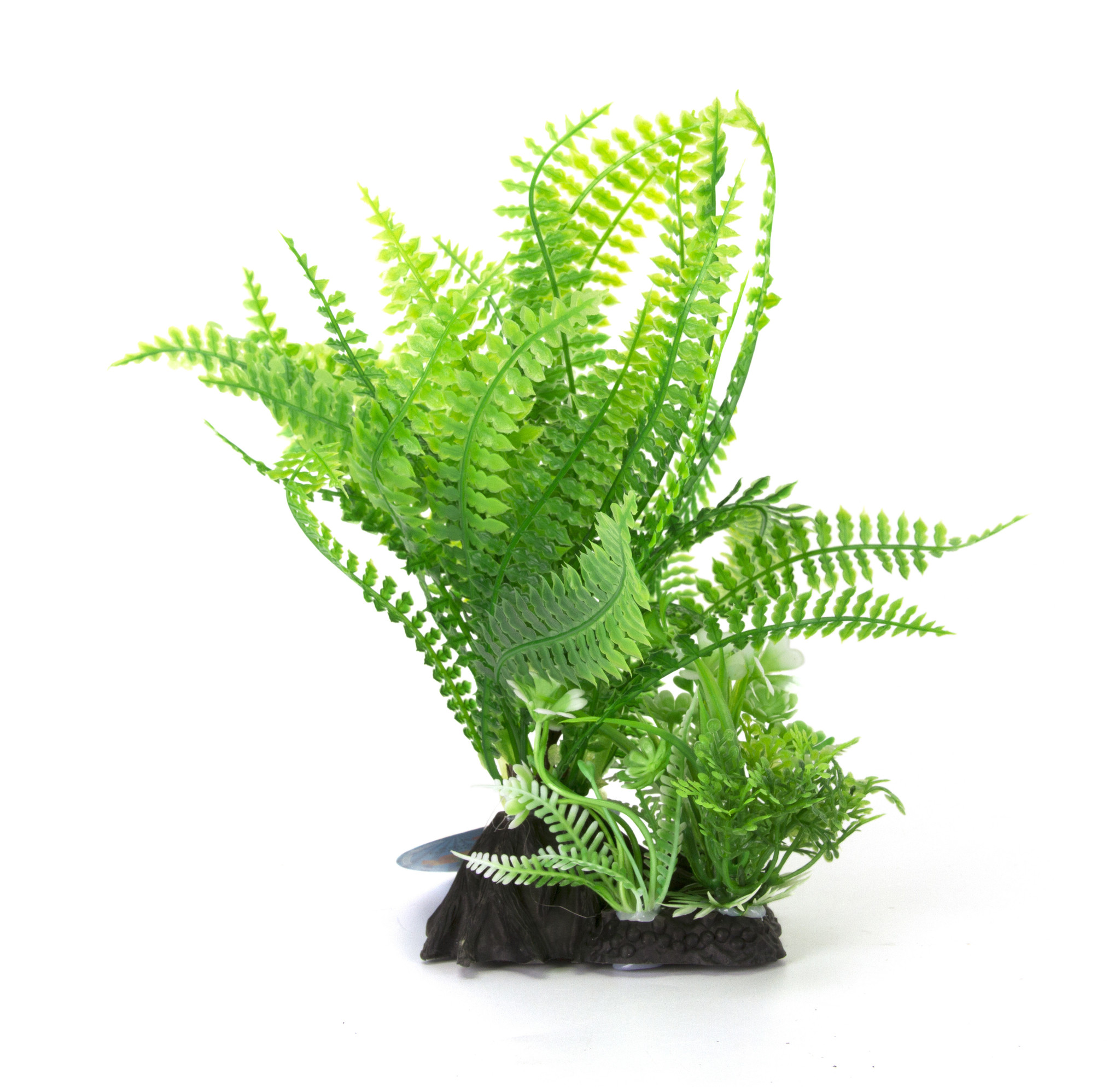 AQUA-FIT Green Broad Leaf Fern Plant 7" - Roger's Aquatics & Pet Supplies